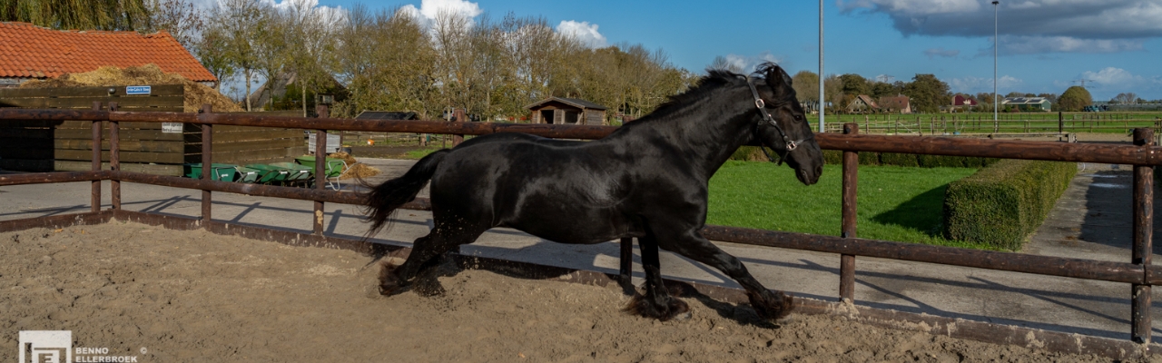 Home - Oliverstables