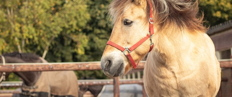 Home - Oliverstables